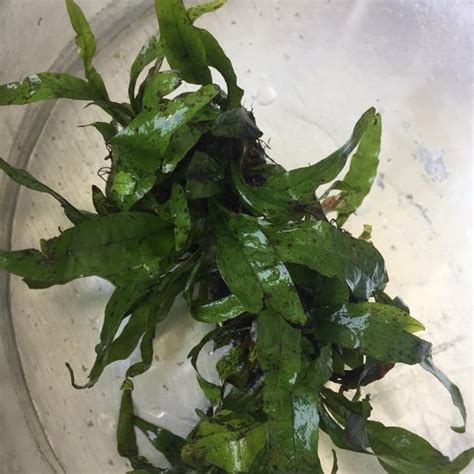 Jual Java Fern Shopee Indonesia