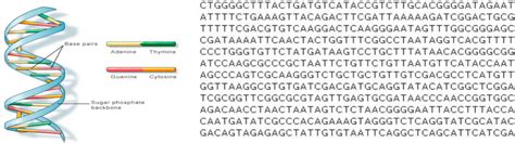 Human Genome Sequence