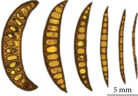 Cattail Plants A Plants In The Wild B Cross Sections Of An