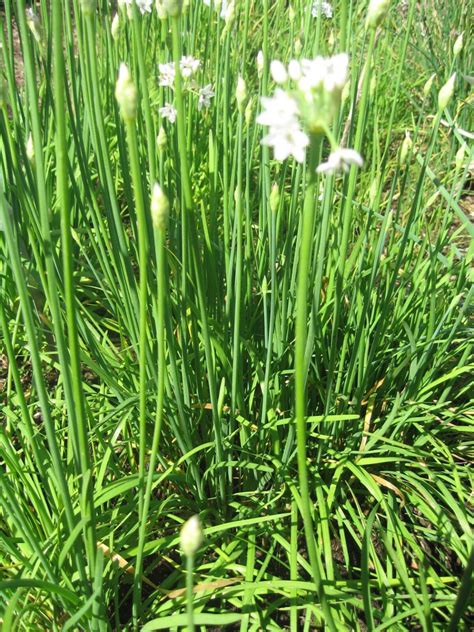 Garlic Chinese Chives Premier Seeds Direct