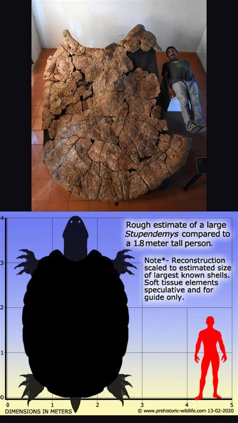 Fossilized Shell Of A Stependemys Geographicus An Extinct Species Of Turtle That Lived About 13 Fossilized Shell Of A Stependemys Geographicus An Extinct Species Of Turtle That Lived About 13