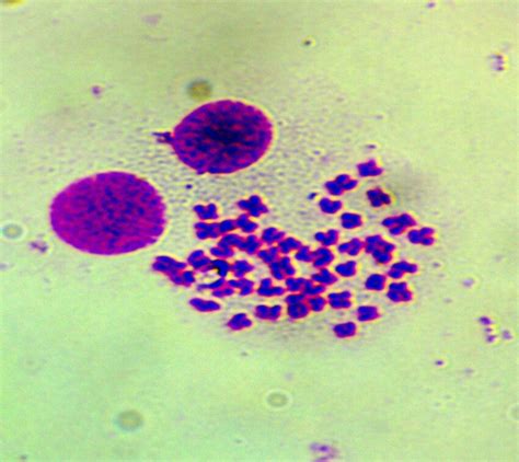 Mitotic Metaphase Chromosome Spread Of Enteromius Cf Punctitaeniatus