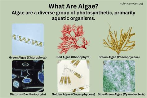 Algae Definition Examples Characteristics Algae Plant Science Learn Biology