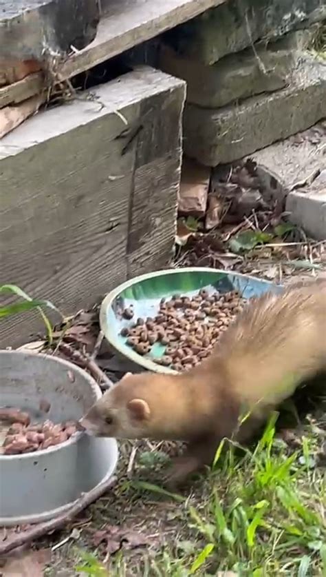 Fundtier Frettchen Kramsach 082025 Tierschutzverein Für Tirol