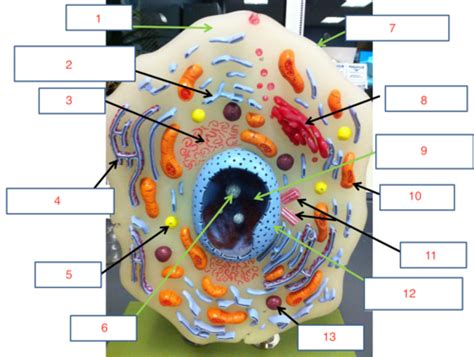 Aandp Lab Flashcards Quizlet