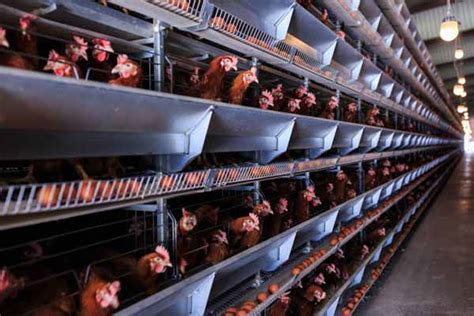 Optimizing Your Poultry Farm with Top Feeding System Suppliers - LIVI