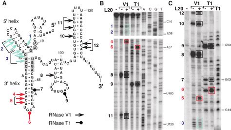 Rnase Probing Of The Infc Leader Mrna Structure In The Absence Or Download Scientific Diagram