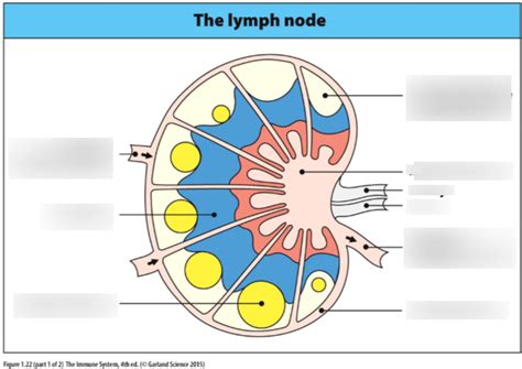 Lymph Node Follicle Anatomy