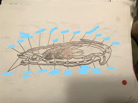 Grasshopper Internal Anatomy Diagram Quizlet
