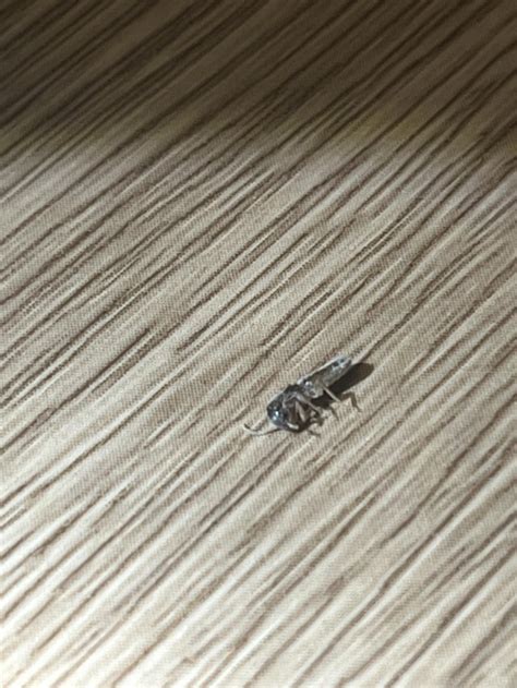 Is This A Bed Bug Or Exoskeleton R Bedbugs