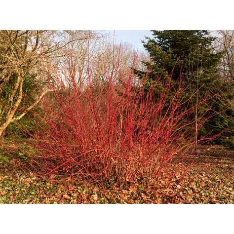 Cornus Alba Sibirica Cornouiller Blanc De Sibérie Le Jardin Deau