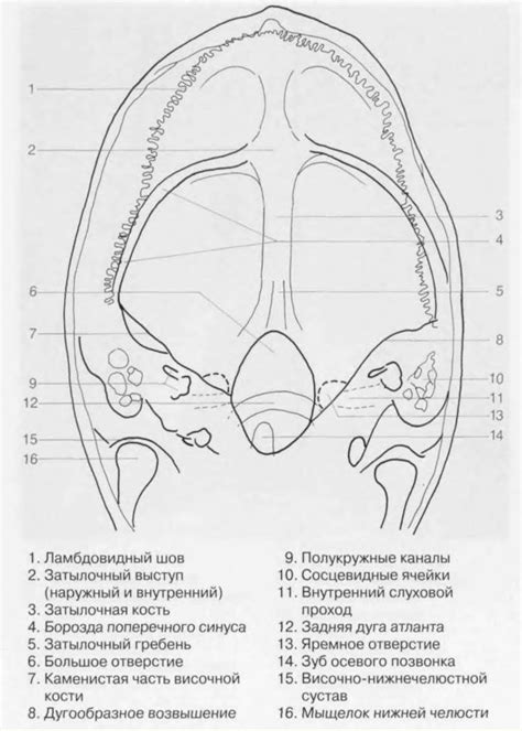 Особенности лучевой диагностики от Александра Шаховского Эталоны рентгенограмм для анализа черепа