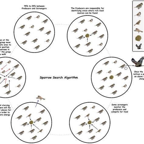 The Schematic Diagram Of Sparrow Behavior Download Scientific Diagram