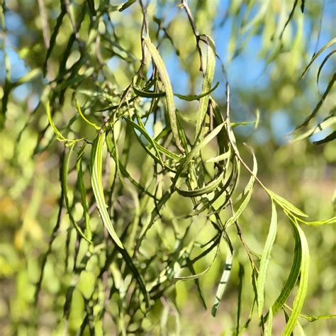 Australian Willow Candj Gardening Center