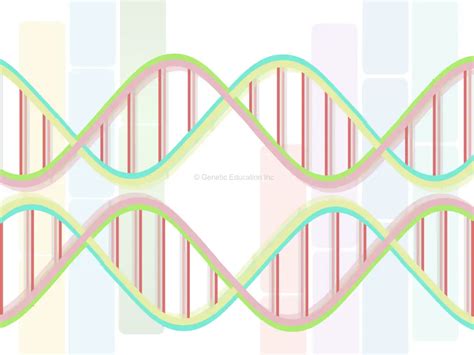 What Is A Marker Gene Genetic Education