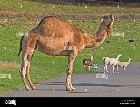 Llama Alpaca Hybrid Llama Alpaca Hybrid