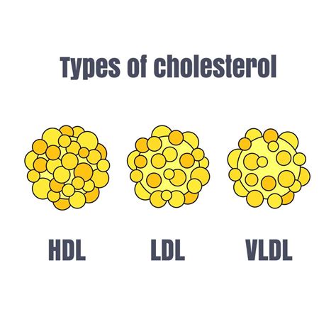 Types Of Cholesterol Explained At Phyllis Lee Blog
