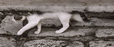 The Beginner S Guide To Clone Stamp Tool In Photoshop PSD Vault