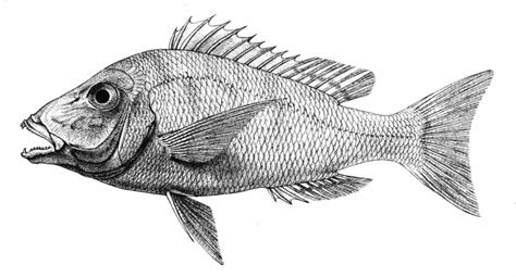 Lethrinus Nebulosus Facts Diet Habitat And Pictures On Animaliabio