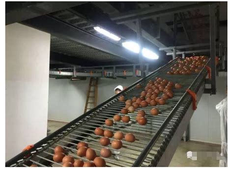 Analysis On Eggshell Color Characteristics Of Brown Shell Eggs Organotin Catalyst Suppliers