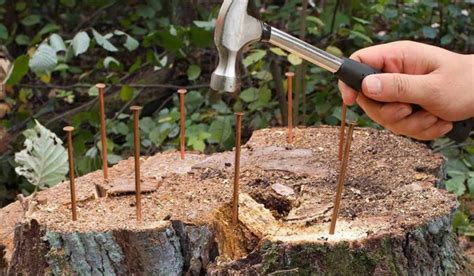 Tuer Un Arbre Sans Traces 8 Méthodes Naturelles Efficaces 🌳⚡
