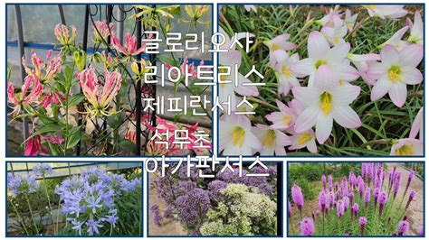7월 꽃이야기 글로리오사 아가판서스 제피란서스 Youtube
