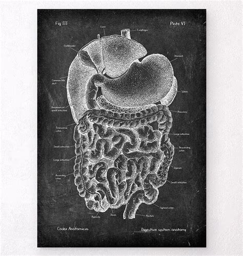 Digestive System Anatomy Art Chalkboard 117 X 165 A3 297 X 42