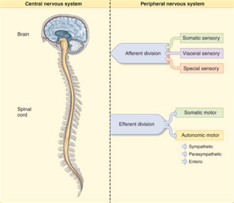 Exam 5 Nervous Tissue And Neural Physiology Flashcards Quizlet