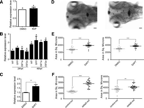 The Expression Of Clusterin Gene In Zebrafish Embryos Is Under The