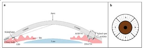 Measurement Of Anterior Chamber Angle Parameters With As Oct A Download Scientific Diagram