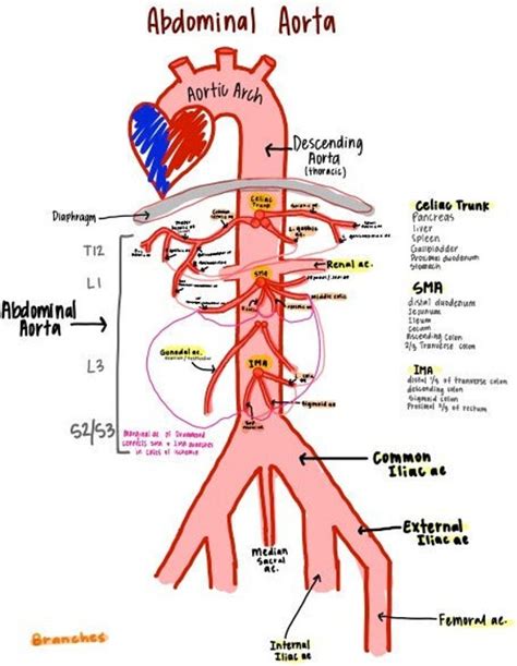 Abdominal Aorta Labelled