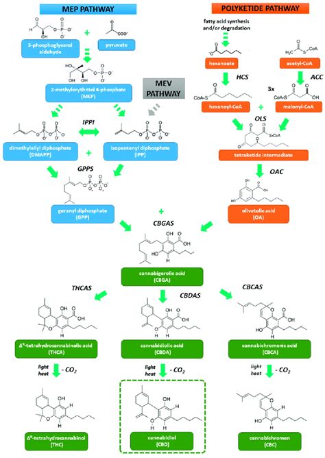 Biosynthesis Of Cannabidiol And Other Phytocannabinoids 14243