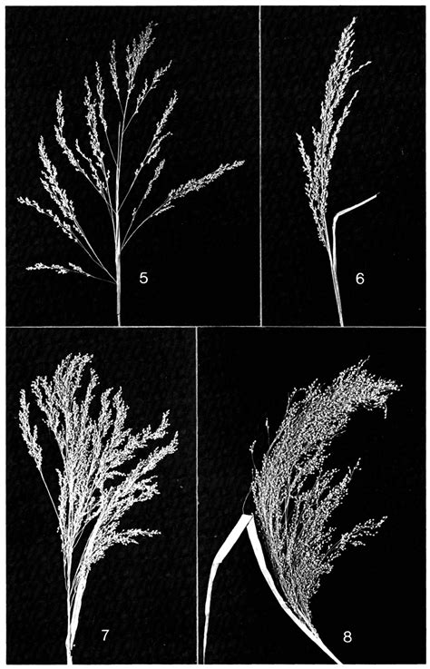 Systematics And Domestication Of Panicum Sumatrense Graminae Persée