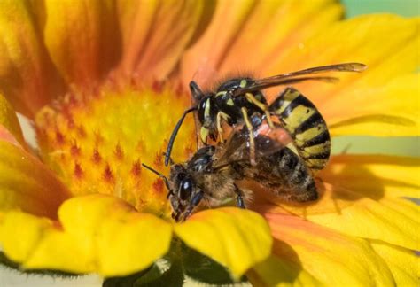 Powerful Homemade Wasp And Bee Sprays With Recipes Pest Samurai