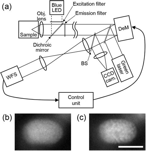 Adaptive Optics Microscopy For Fine Imaging Of Live Plant Cells