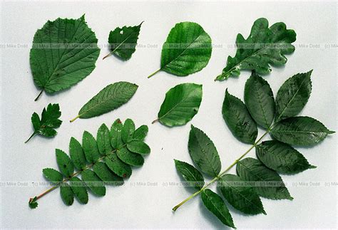 Uk Tree Leaf Identification Chart Ponasa