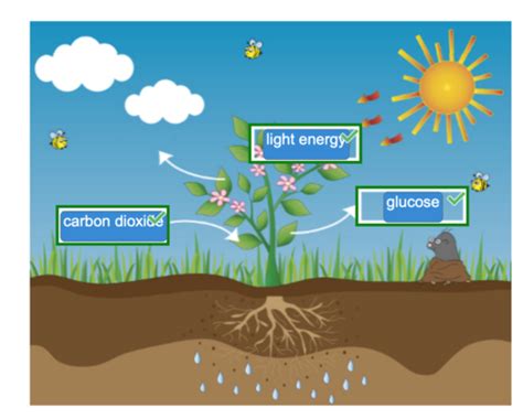 Cellular Energy Unit Post Test Flashcards Quizlet