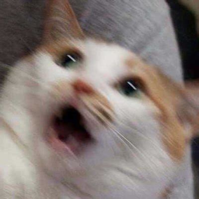 Oh No Cat Meme Generator