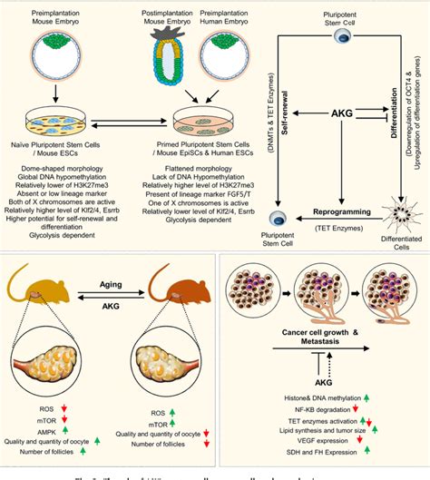 Figure 2 From Alpha Ketoglutarate As A Potent Regulator For Lifespan