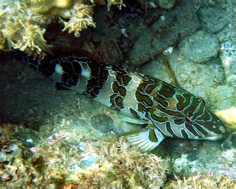 Giant Hawkfish Facts Diet Habitat And Pictures On Animaliabio