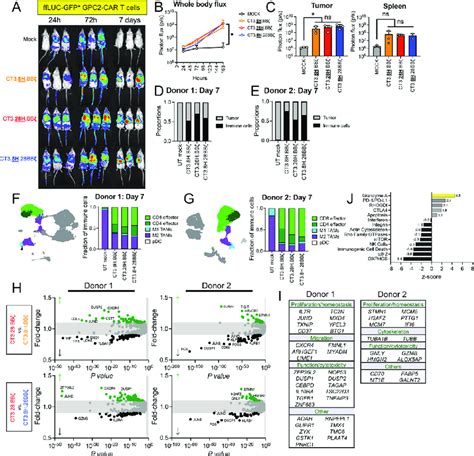 Gpc2 Car T Cells Home To The Tme And Enrich As Cytotoxic Effector Download Scientific Diagram