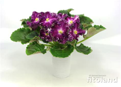 Фиалка АВ-Красный Бриллиант (816-372)