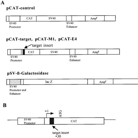 Schematic Of Constructs Linear Representations Of Plasmids Are Not Download Scientific Diagram