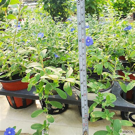 아메리칸 블루 야생화 블루 데이지 야생화 허브 수생식물 채소 동백 심폴