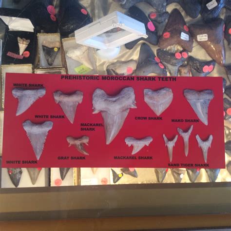 Sharks Teeth Identification