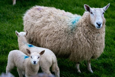 Sheep And Its Baby