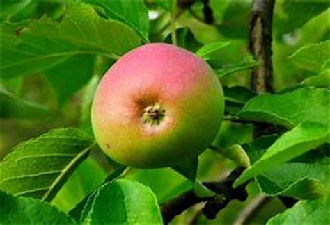 Apple Detection Object Detection Dataset And Pre Trained Model By Murf