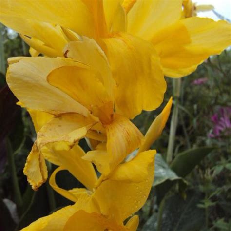 Canna Canna X Generalis King City Gold In The Cannas Database