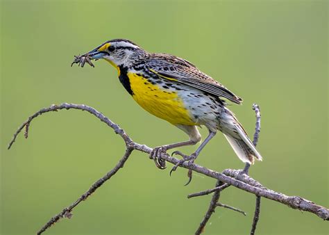 Gerald Hoekstra Flickr