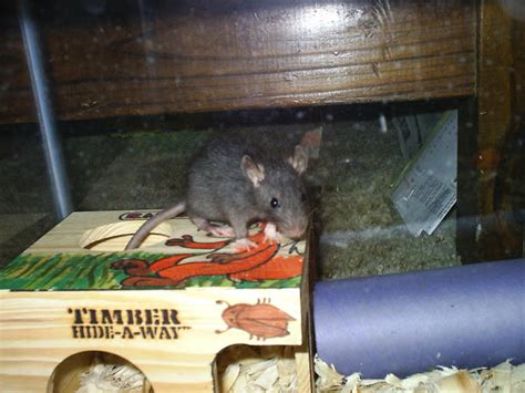 Mr Twitches By Solitaryvulpine On Deviantart